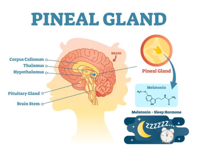 11 Secrets to Decalcify Pineal Gland Calcification (Boost Energy, Slow ...
